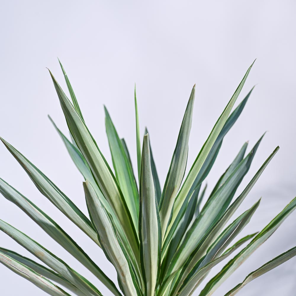 Yucca Silver Plant – Ugaoo