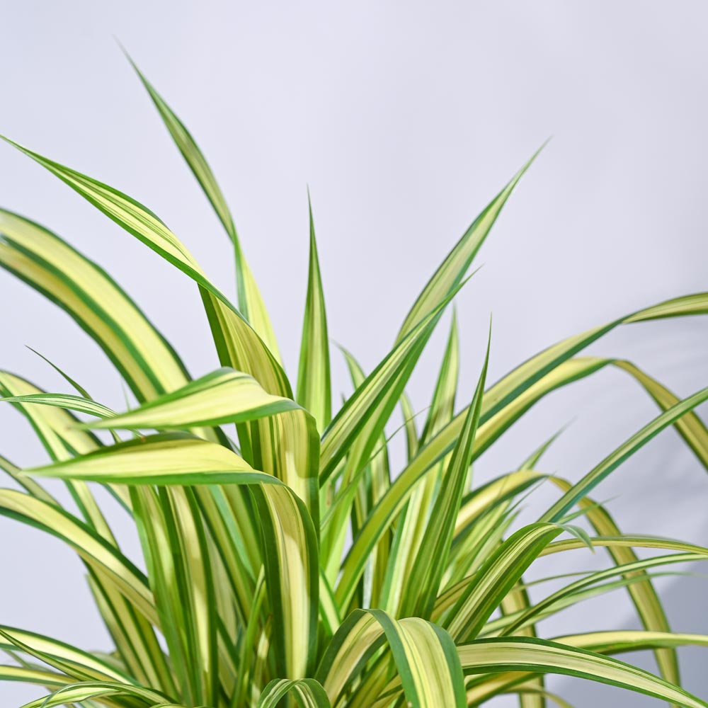 Pandanus Plant – Ugaoo