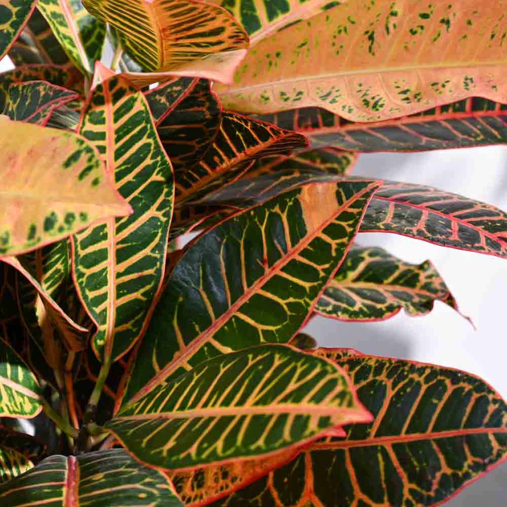 Croton Petra XL – Ugaoo