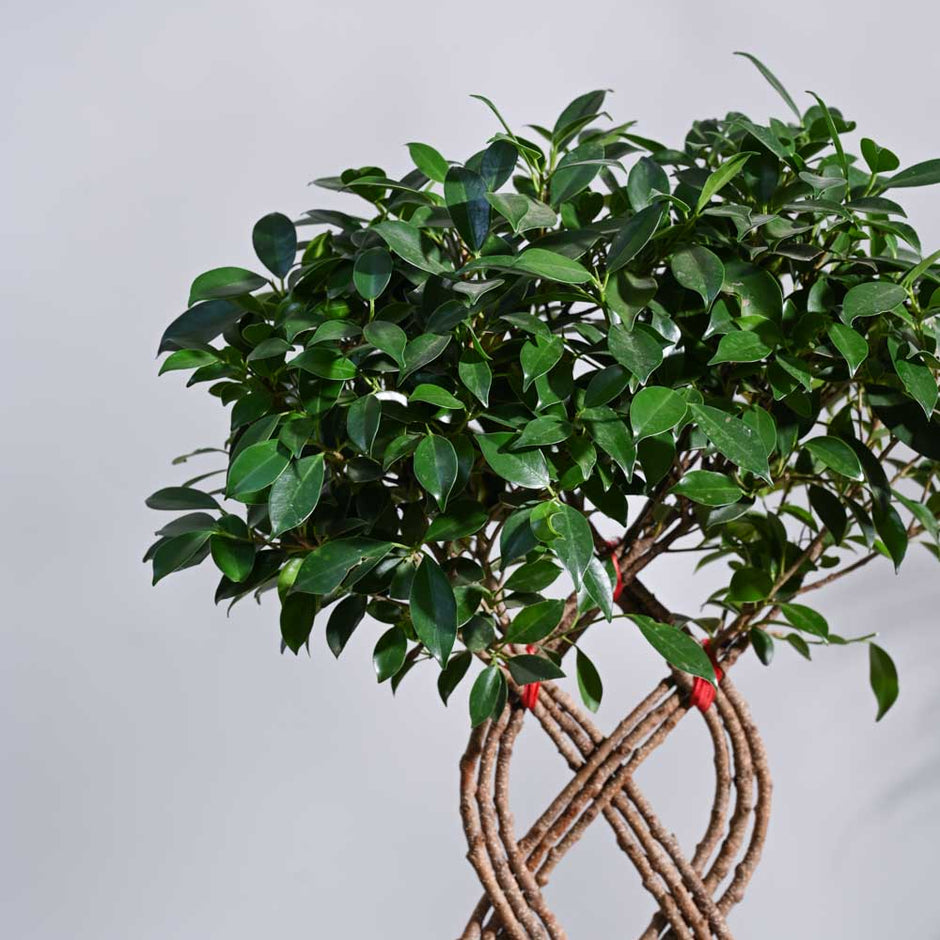 Buy Ficus Plants Online | Ugaoo
