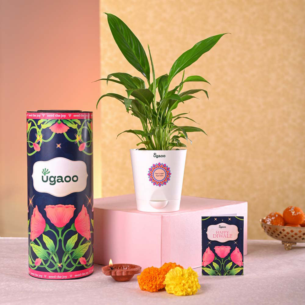 Peace Lily Diwali Gift – Ugaoo
