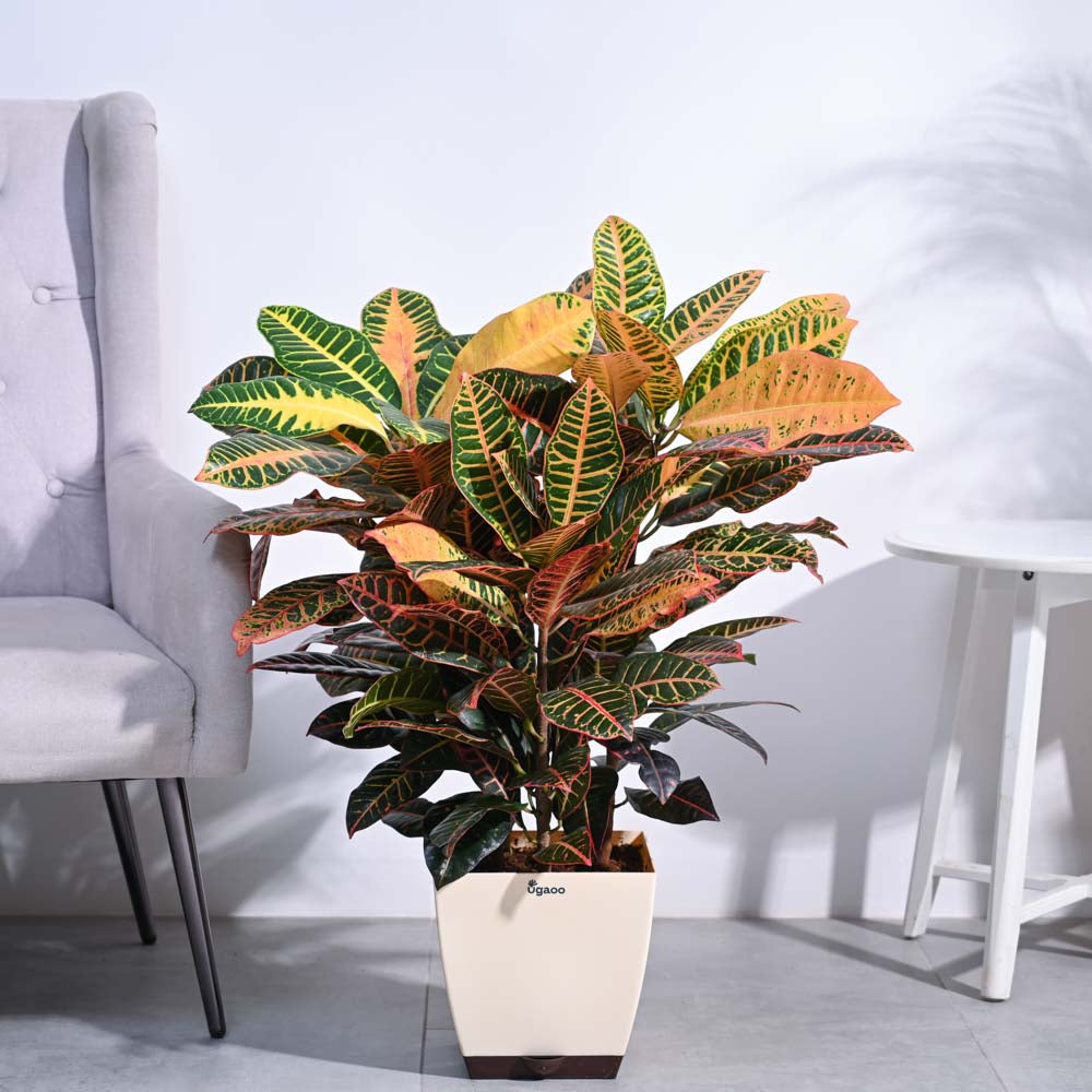 Croton Petra XL – Ugaoo