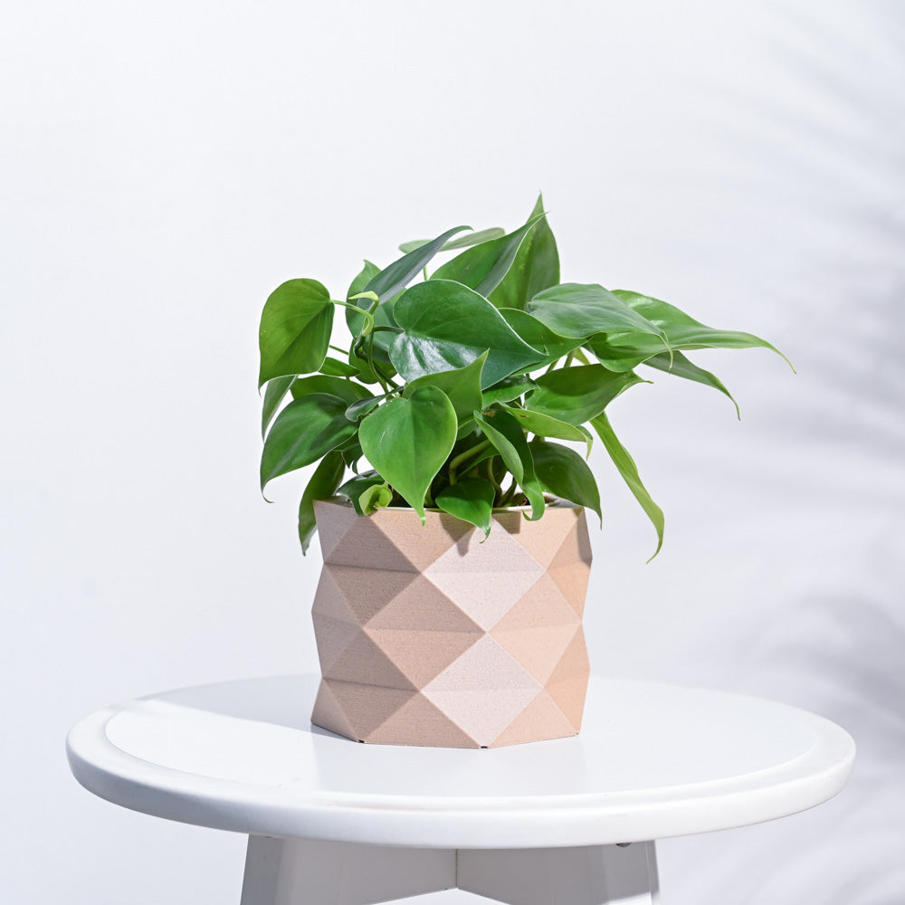 Faceted prism Wooden Pot – Ugaoo
