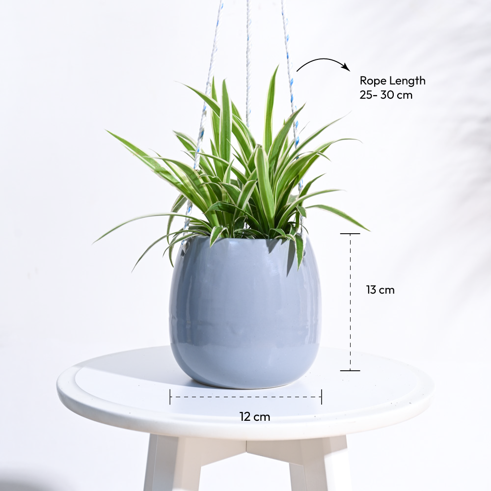 Ladybug Handmade Ceramic Hanging Planter – Ugaoo