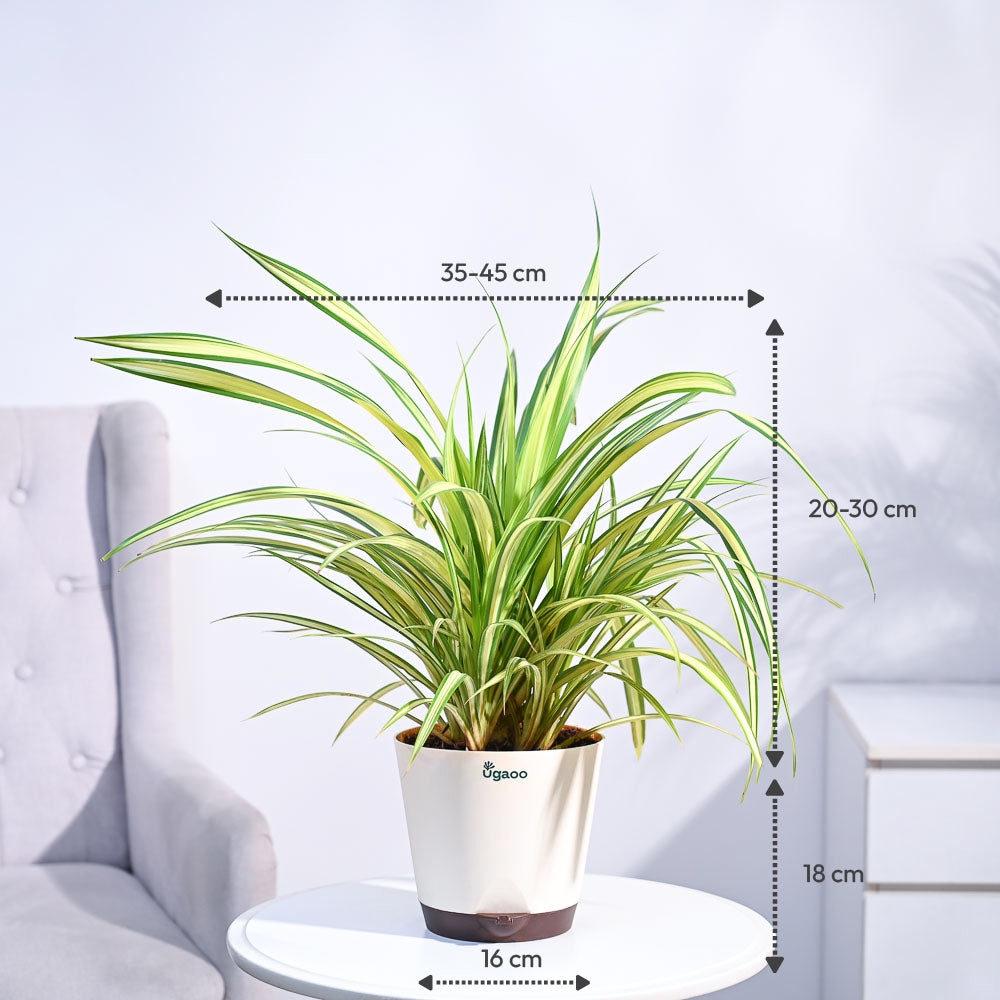 Pandanus Plant – Ugaoo