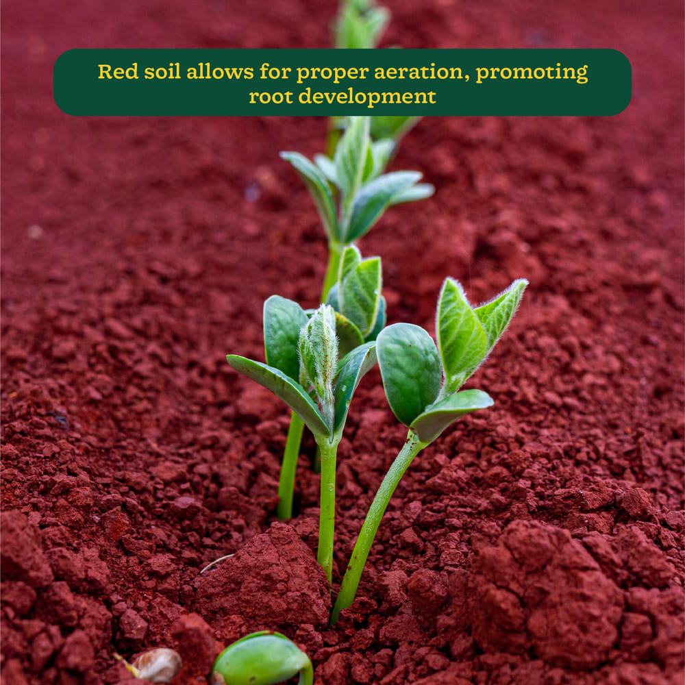 Buy Red Soil for Gardening: Essential for Healthy Plant Development – Ugaoo