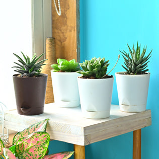 Sale on Online Garden Products, Seeds and Agricultural Products | Ugao ...