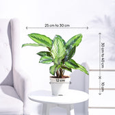 Buy the Calathea Pinstripe Plant Online | Unique, Striking Foliage – Ugaoo