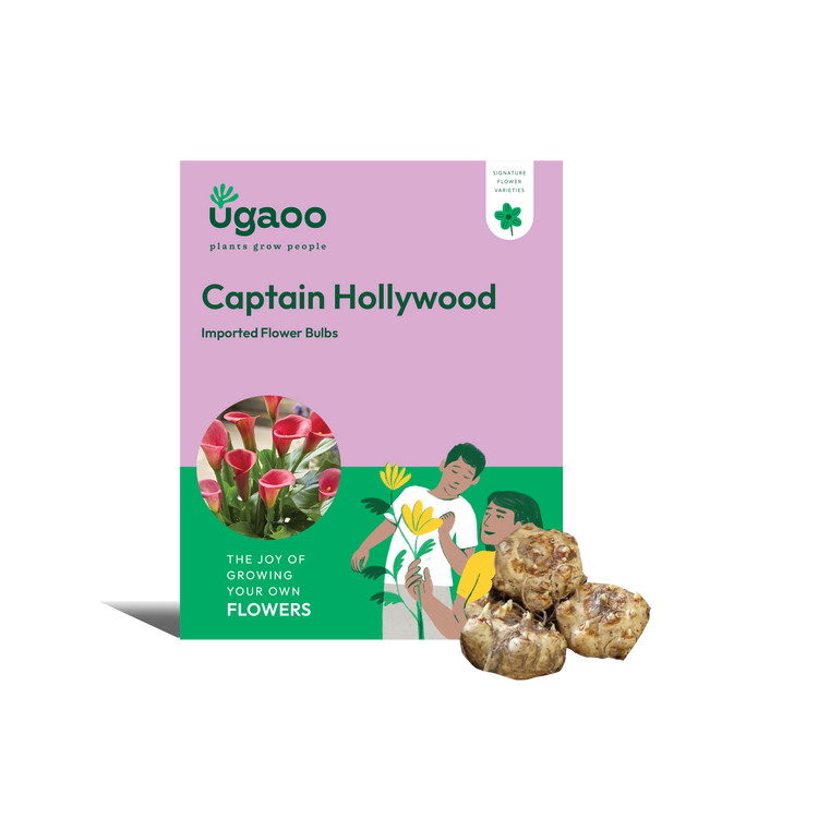 Calla Lily - Captain Hollywood Bulbs – Ugaoo