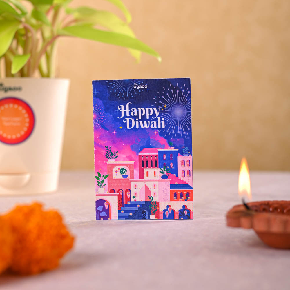 Lucky Bamboo Plant - 2 Layer Diwali Gift – Ugaoo