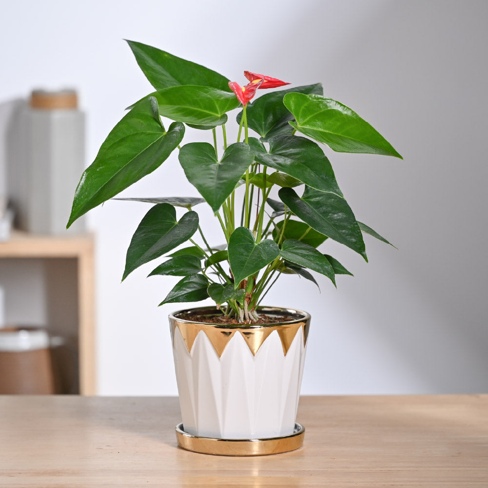 Crown Ceramic Plant Pot with Drainage & Plate | Ugaoo
