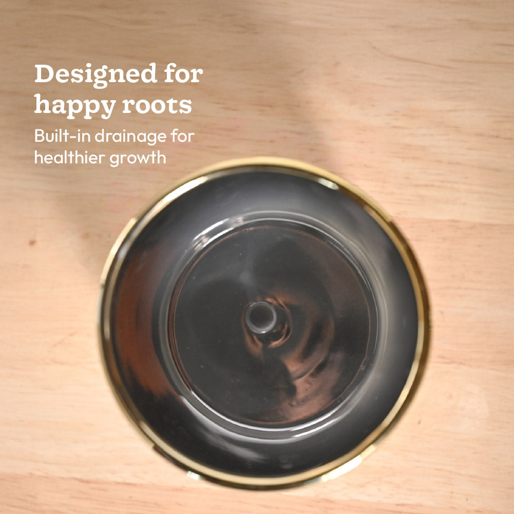 Crown Ceramic Plant Pot with Drainage & Plate | Ugaoo