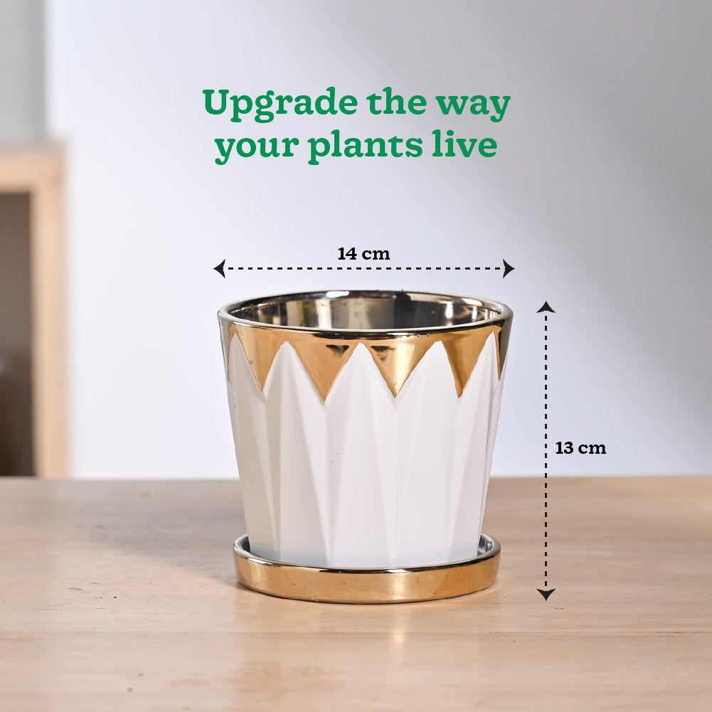 Crown Ceramic Plant Pot with Drainage & Plate | Ugaoo