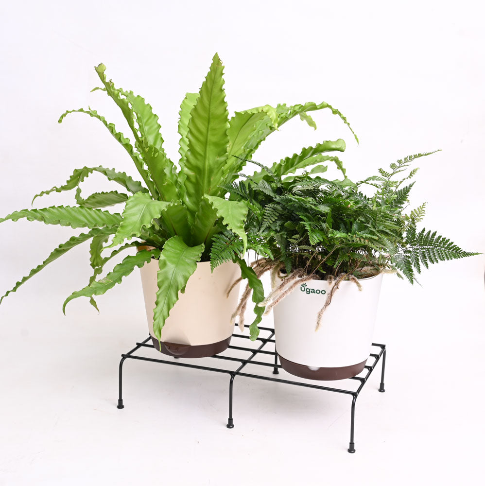 Harmony Forge Metal Plant Stand - Set of 6 – Ugaoo