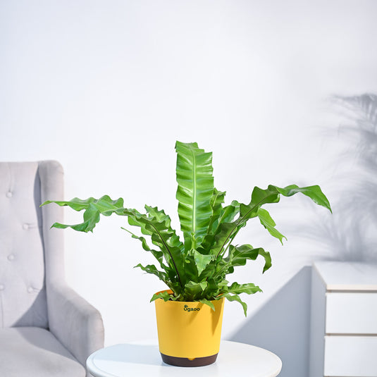Ferns Online | Buy Fern Plants in India - Ugaoo.com