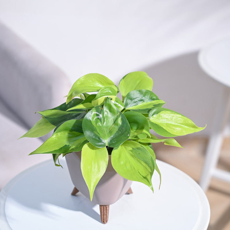 Shop 21+ variants of Philodendron Brasil plant | Beautiful variegated ...