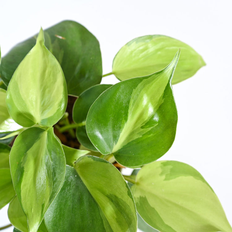 Buy Premium Philodendron Brasil plant | Beautiful variegated foliage ...