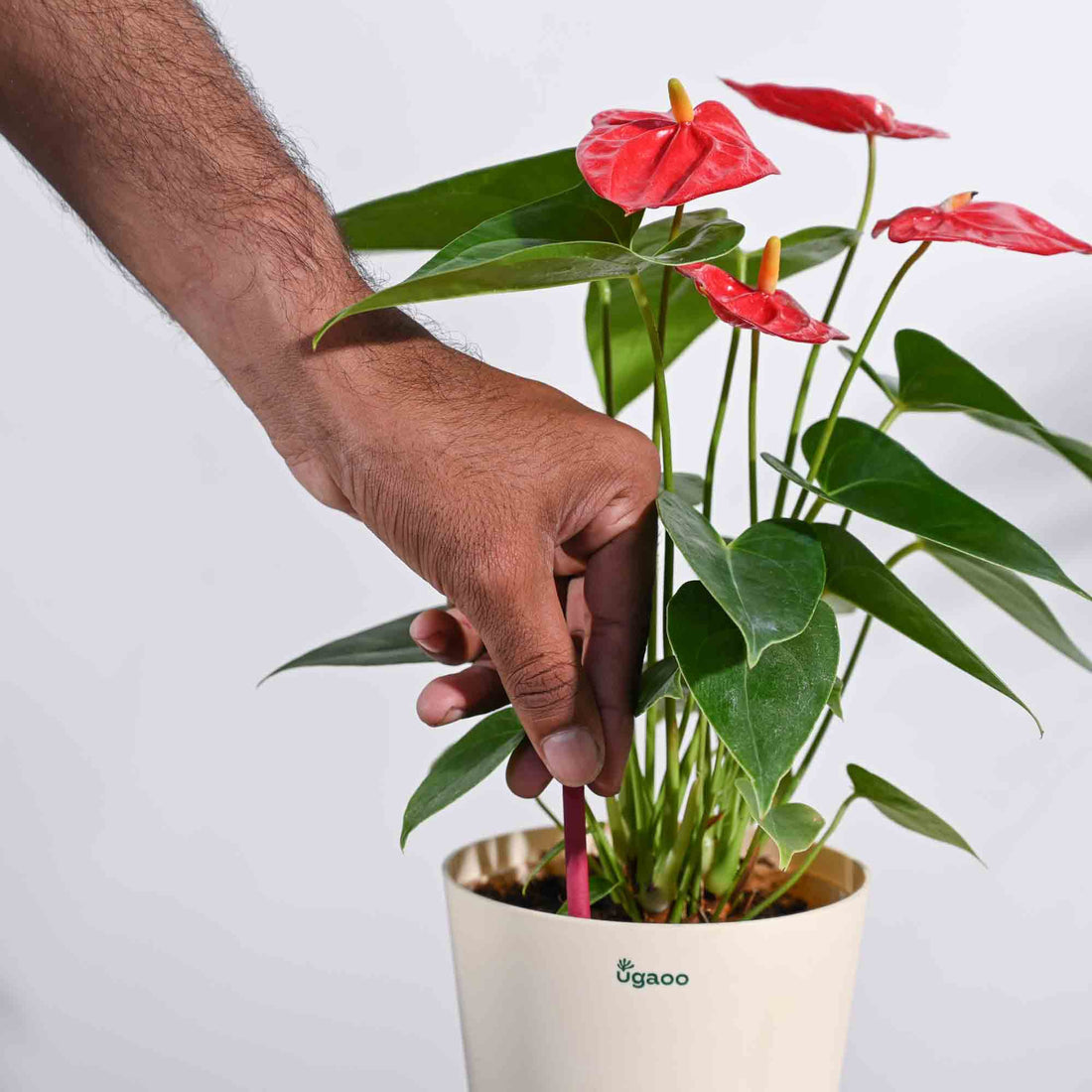 Bloom Stick Fertilizer Packs: Nourish Plants for Stunning Blooms