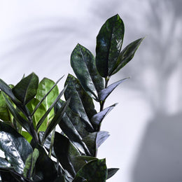 Zamia Black Plant