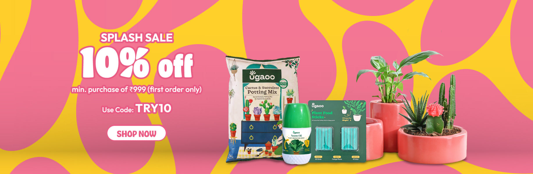 Sanjeevani Plant: A Comprehensive Guide to Care, Uses, and Medicinal ...