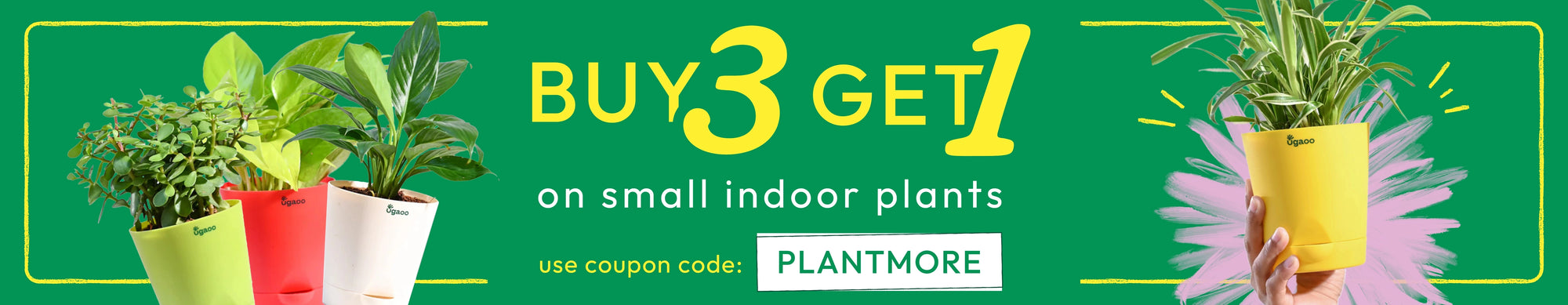 The Kevda Plant and its Many Benefits – Ugaoo