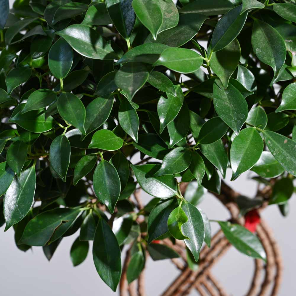 Ficus Netted Microcarpa – Ugaoo