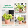 Diamond Ceramic Pot – Ugaoo