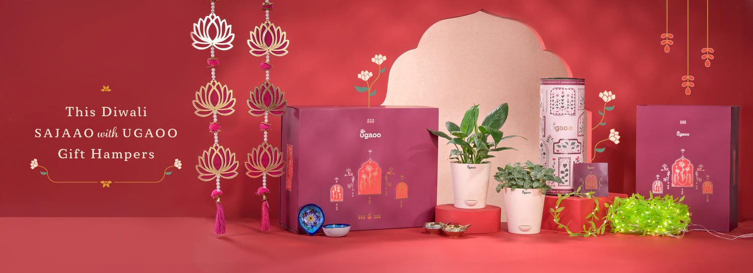 The Kevda Plant and its Many Benefits – Ugaoo