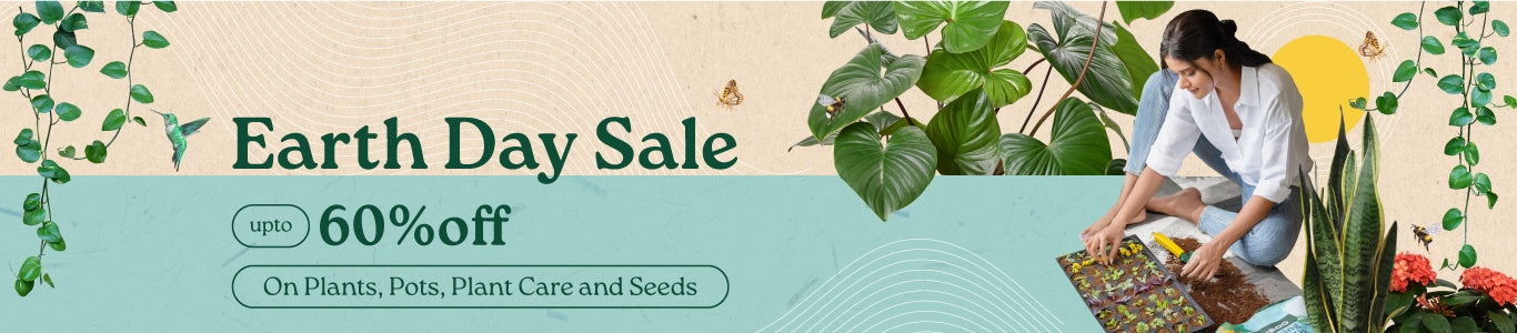 Sahadevi Plant: Care, Benefits, and Uses for Vastu | Purple Fleabane