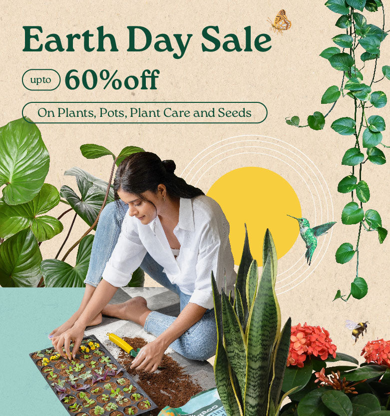 Sahadevi Plant: Care, Benefits, and Uses for Vastu | Purple Fleabane