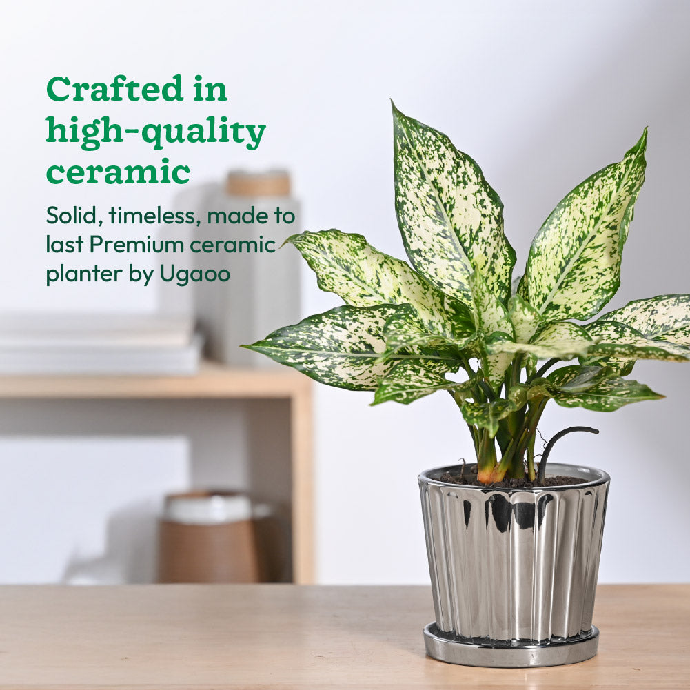Fluted Silver-Gold Ceramic Plant Pot with Saucer | Ugaoo