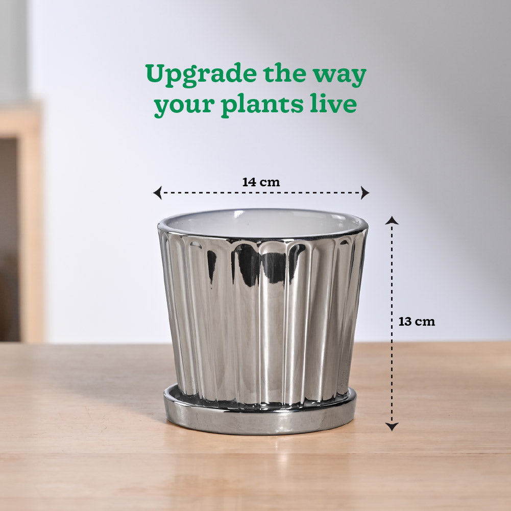 Fluted Silver-Gold Ceramic Plant Pot with Saucer | Ugaoo