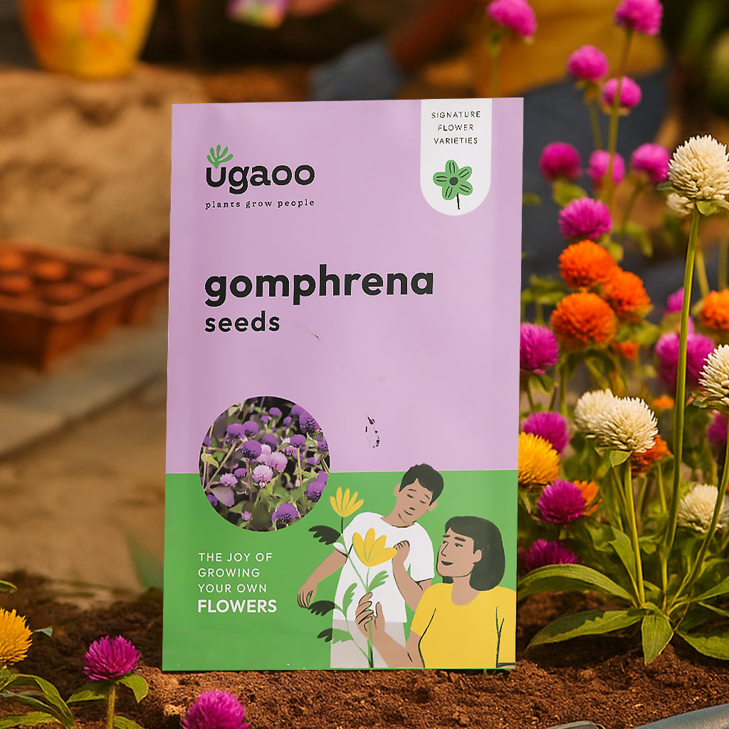 Gomphrena Seeds – Ugaoo
