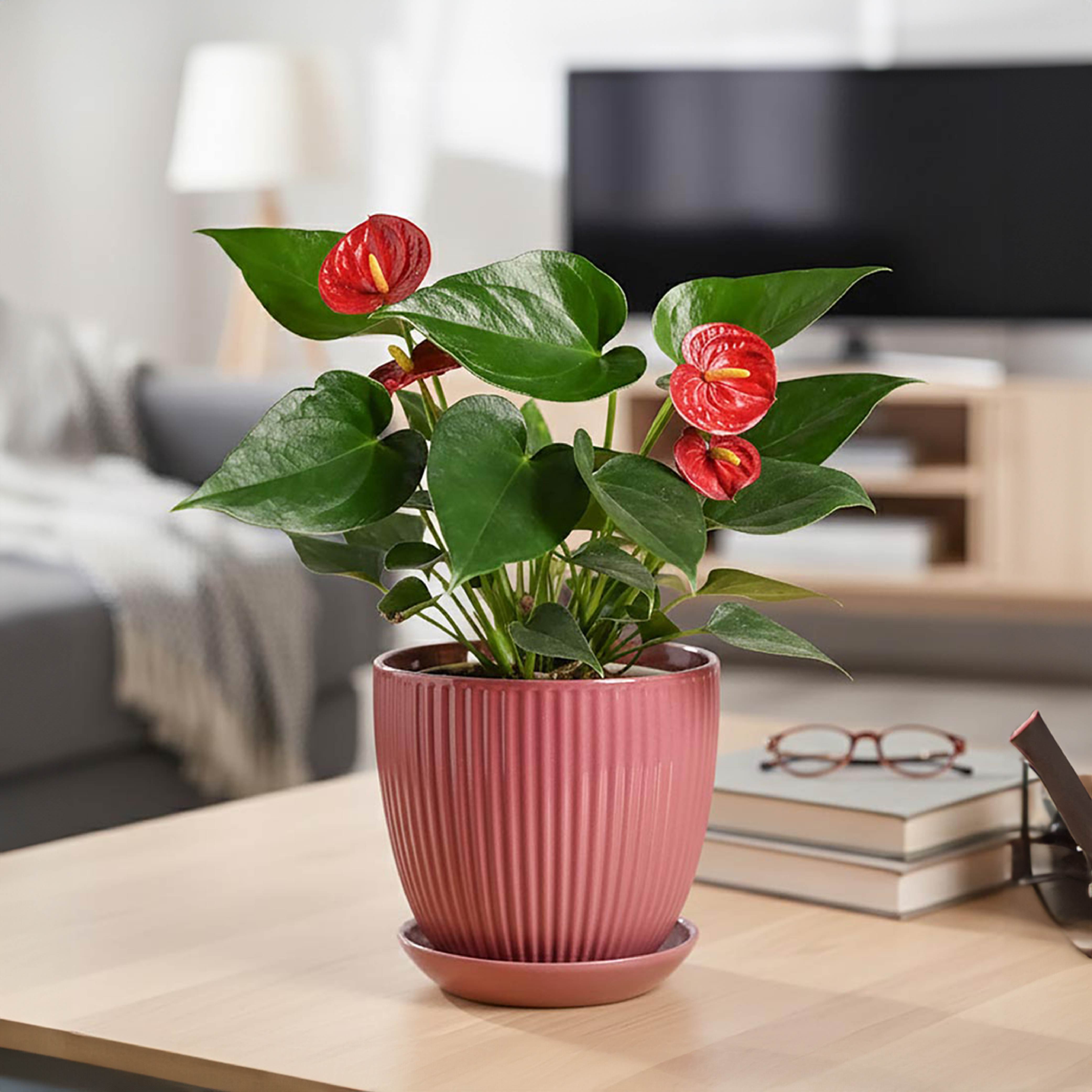 Grail Ceramic Pot – Ugaoo