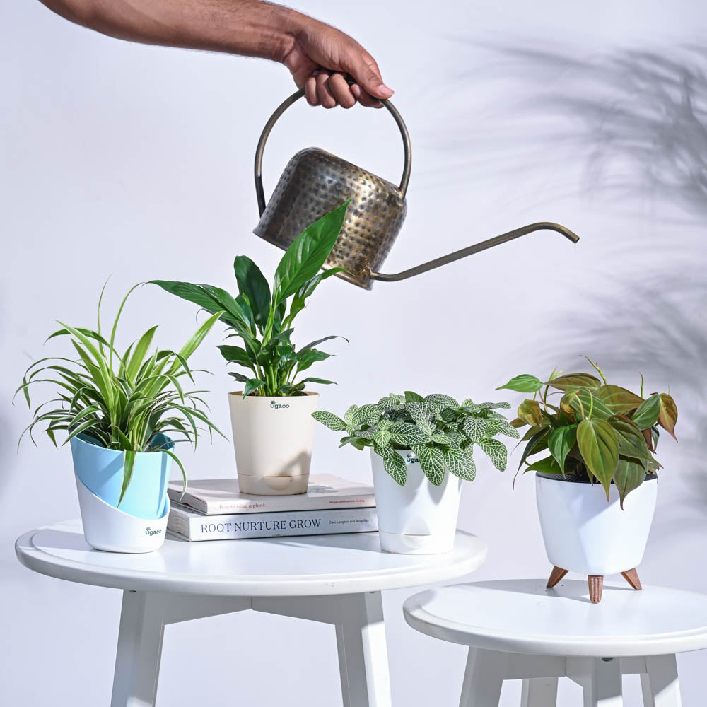 Mini Rainforest Indoor Plant Bundle – Ugaoo