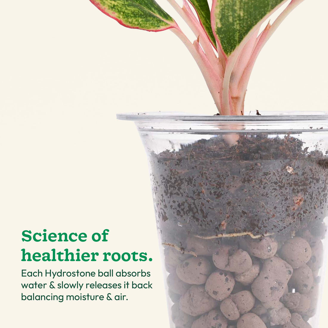 Buy Hydrostone Leca Balls for Plants | Hydroponic Plant Growth ...