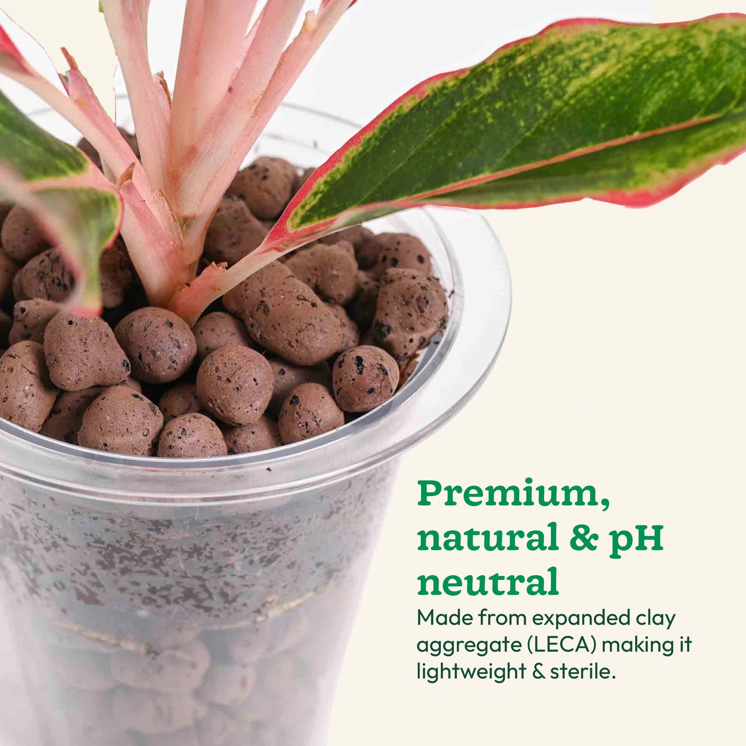 Buy Hydrostone Leca Balls for Plants | Hydroponic Plant Growth ...
