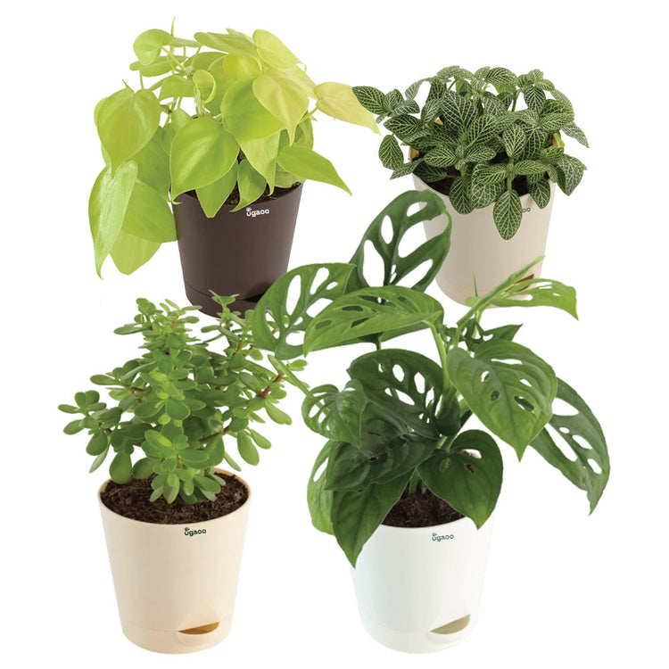 All Plant Bundles - Buy Online at Best Price | Ugaoo