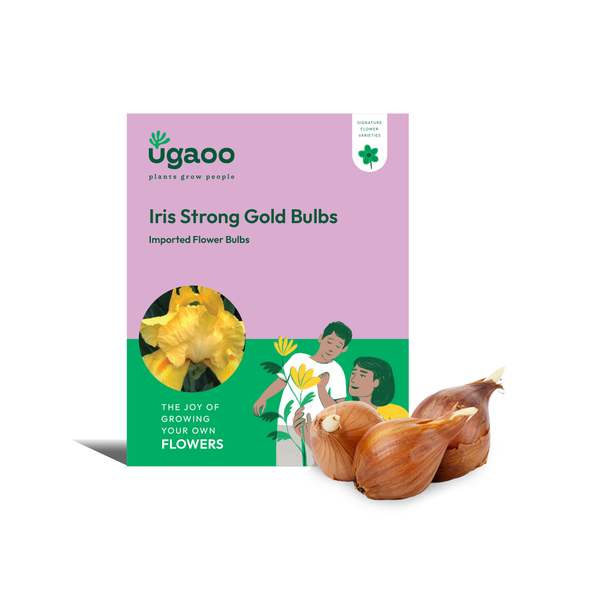 Buy Dutch Iris Strong Gold Bulbs | Bright Yellow Blooms – Ugaoo