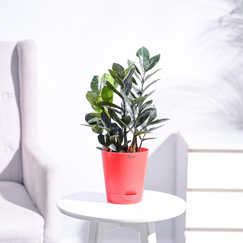 Buy Zz Plant Online In India | Safe Home Delivery – Ugaoo