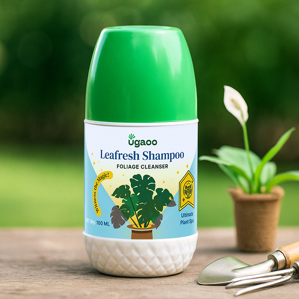 Leafresh Plant Shampoo: Gentle Cleanser for Plants – Ugaoo