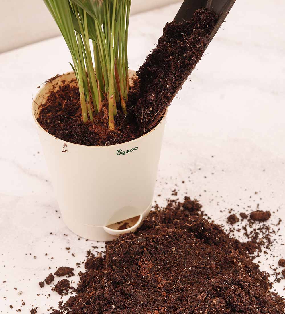Buy Potting Mix |5 Kg Pot-O-Mix| Nutrient-Rich Soil for Healthy Plants ...