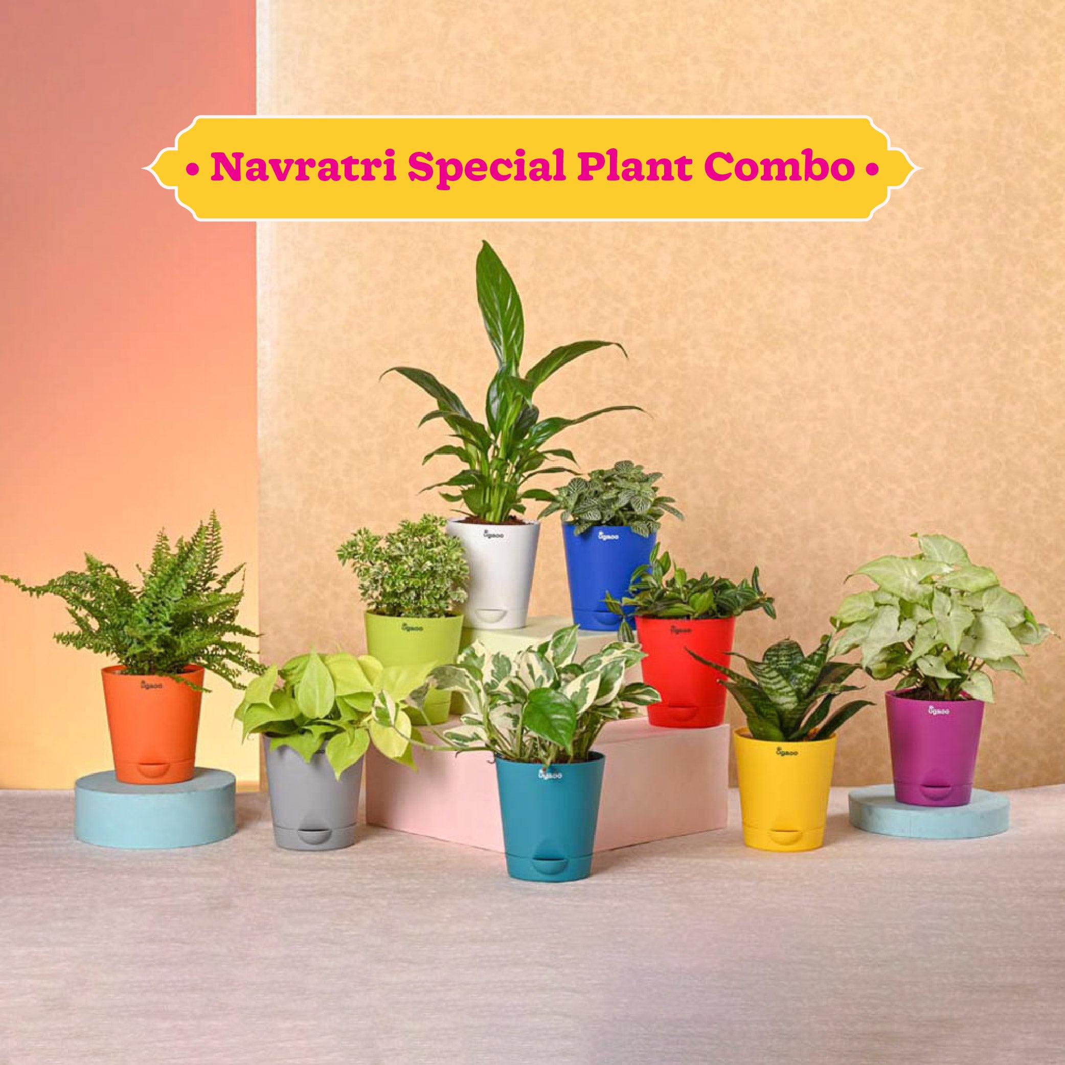 Navratri Celebration Plant Bundle – Ugaoo