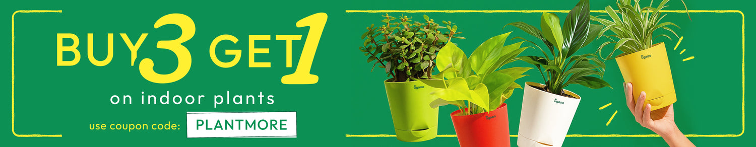 Know & Grow These 8 Indian Berry Types in Your Garden – Ugaoo