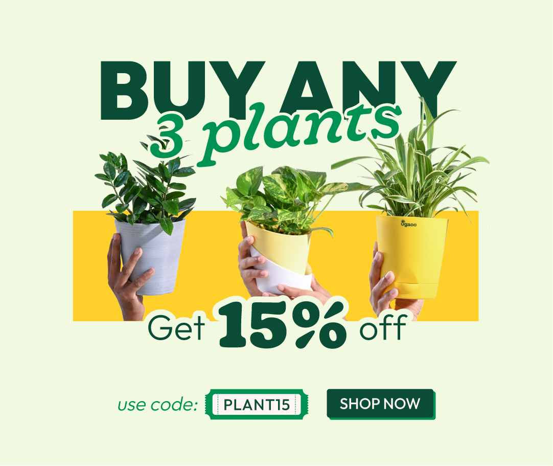 Things to Know About the Shiva Linga Tree – Ugaoo