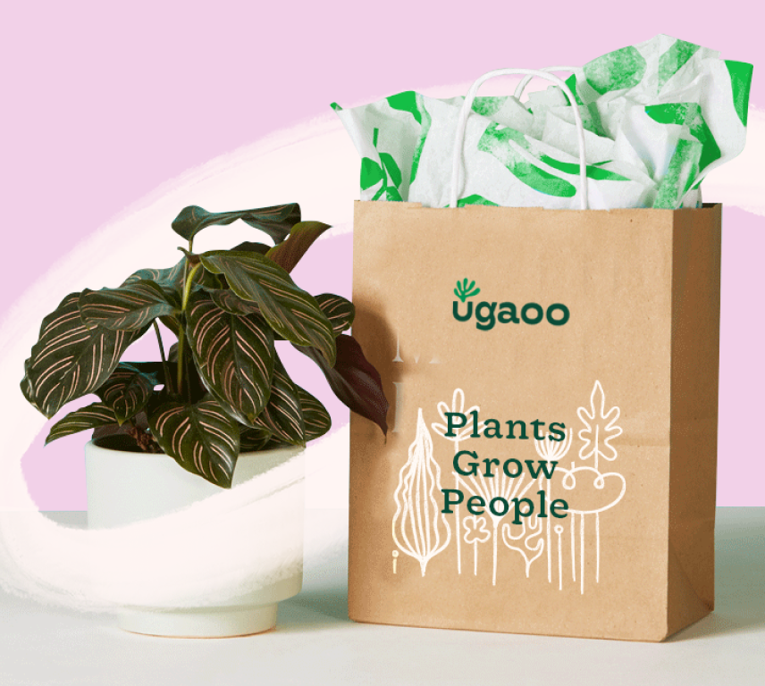 Green Gifts Online- Green Gifting Ideas,Eco Friendly Plant Gifts|Ugaoo