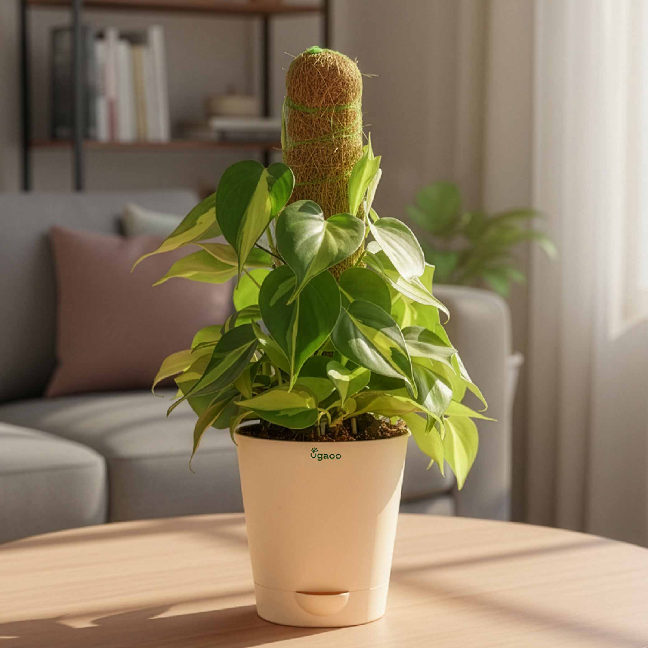 Buy Oxycardium Variegated Indoor Plant in Ivory Pot | Stylish ...