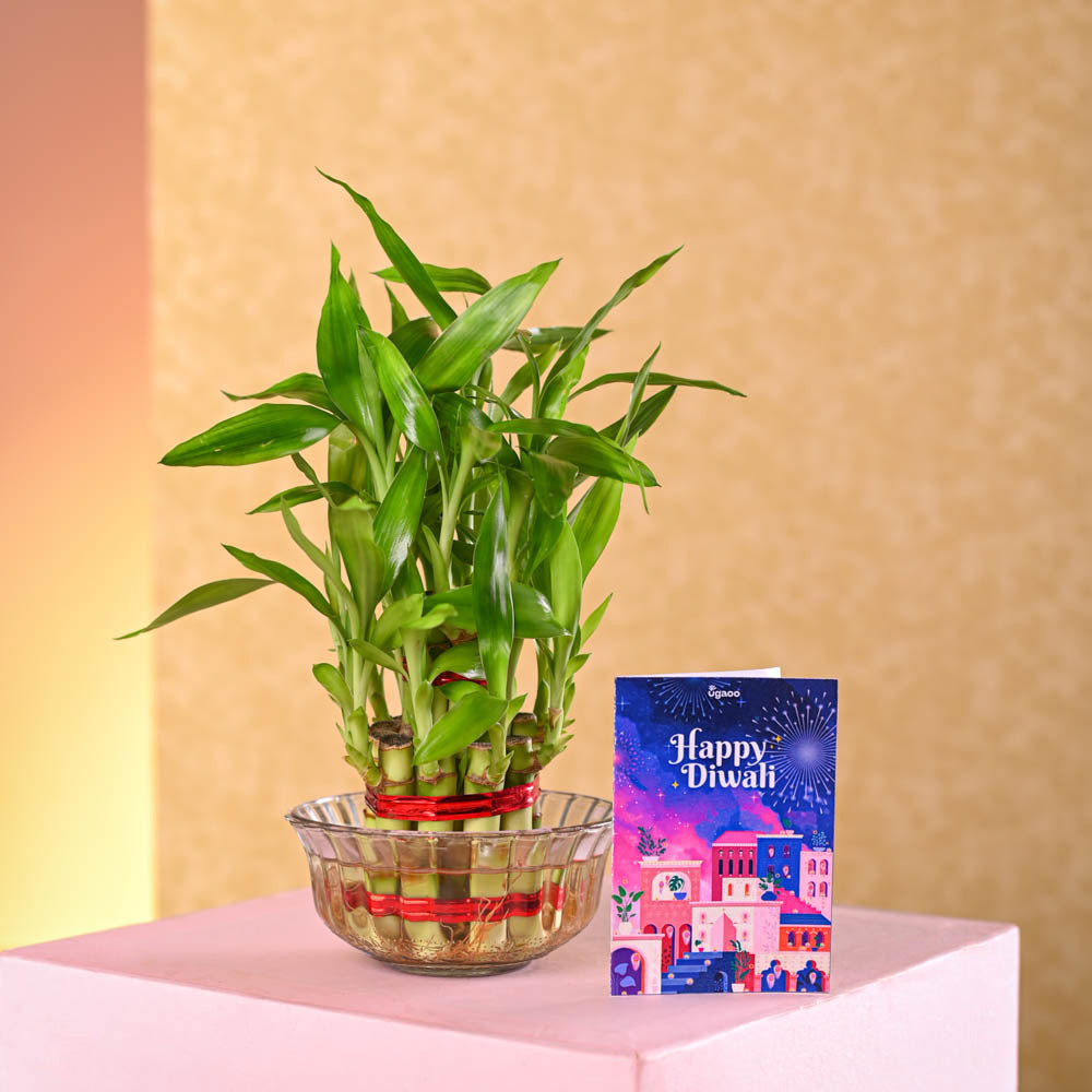 Lucky Bamboo Plant - 2 Layer Diwali Gift – Ugaoo
