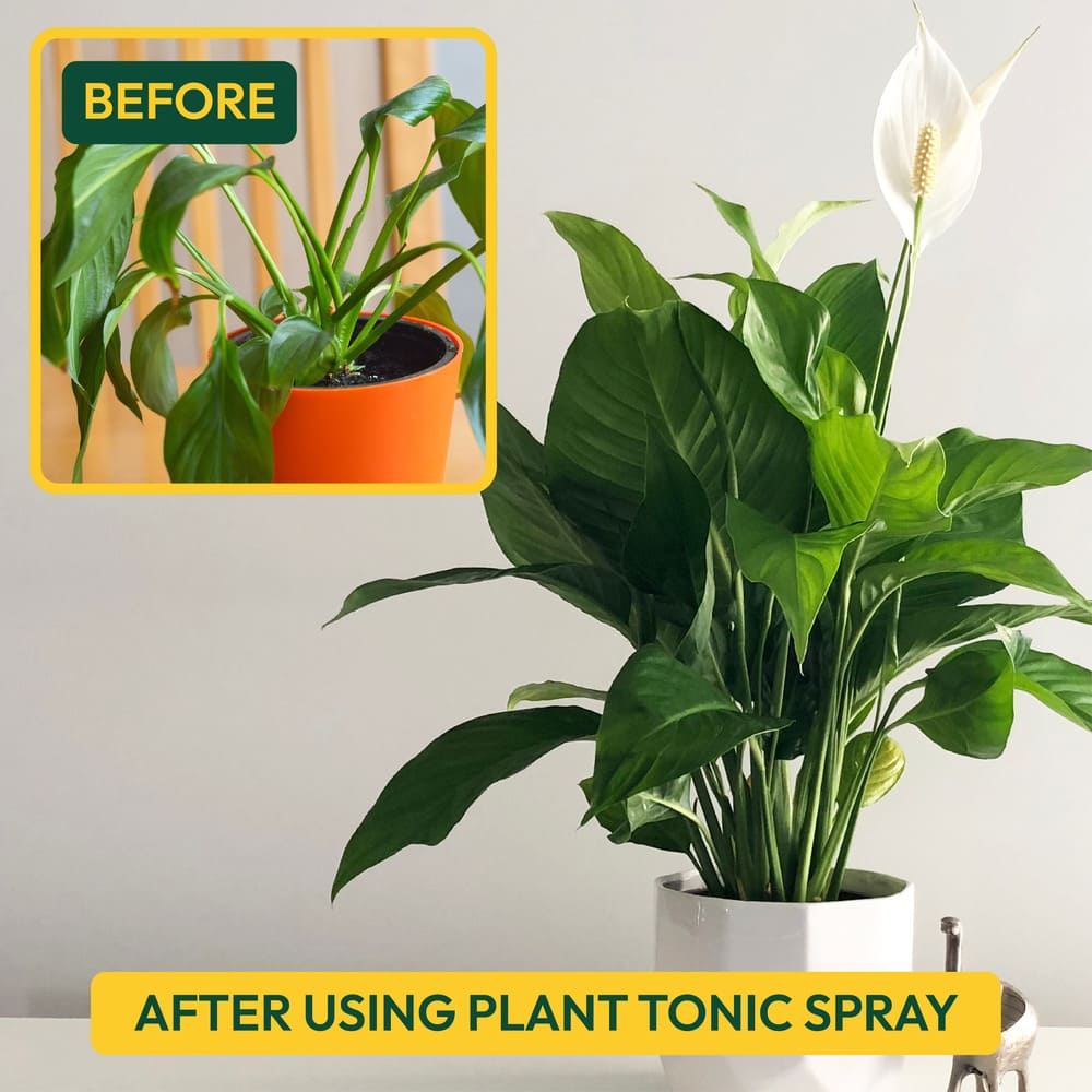 Plant Tonic Ready-To-Use Spray - 500 ml – Ugaoo