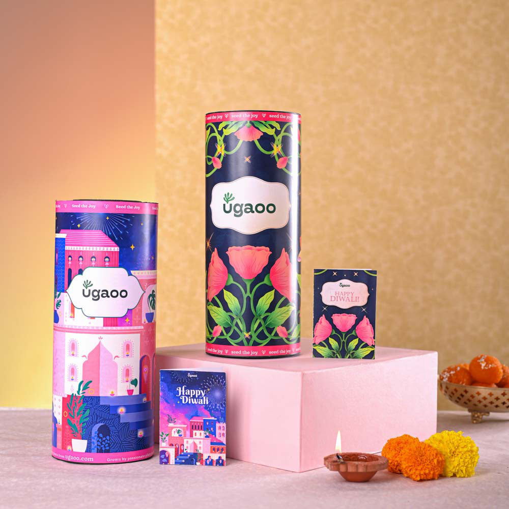 Lucky Bamboo Plant - 2 Layer Diwali Gift – Ugaoo